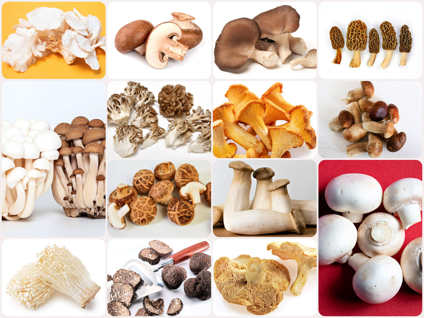 Types Of Wild Mushrooms Types Of Wild Mushrooms