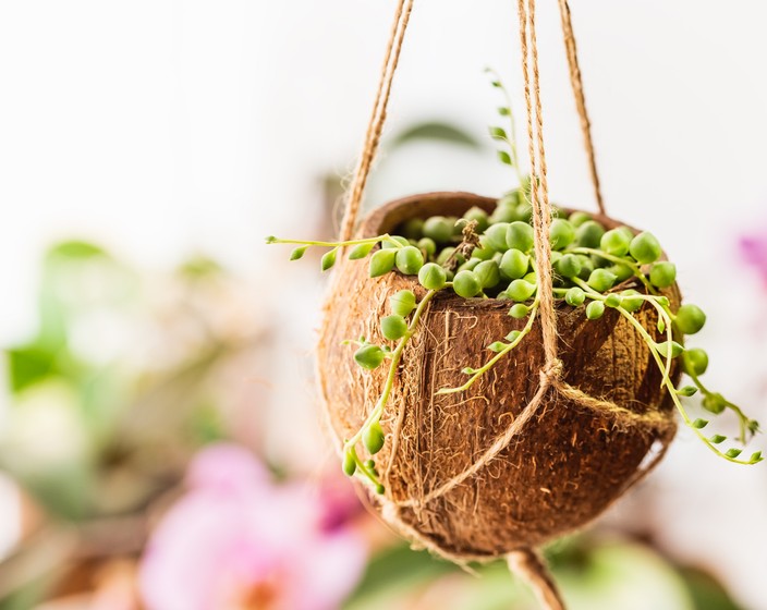 From Palm to Plate: Your Ultimate Guide to Coconut-Based Ingredients ...